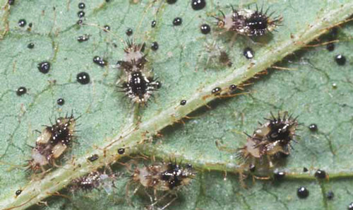 Summer Bugs in Trees and Shrubs - Don Felan's Lawn America