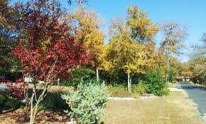 Tree and Shrub Deep-Root Fertilization - Don Felan's Lawn America